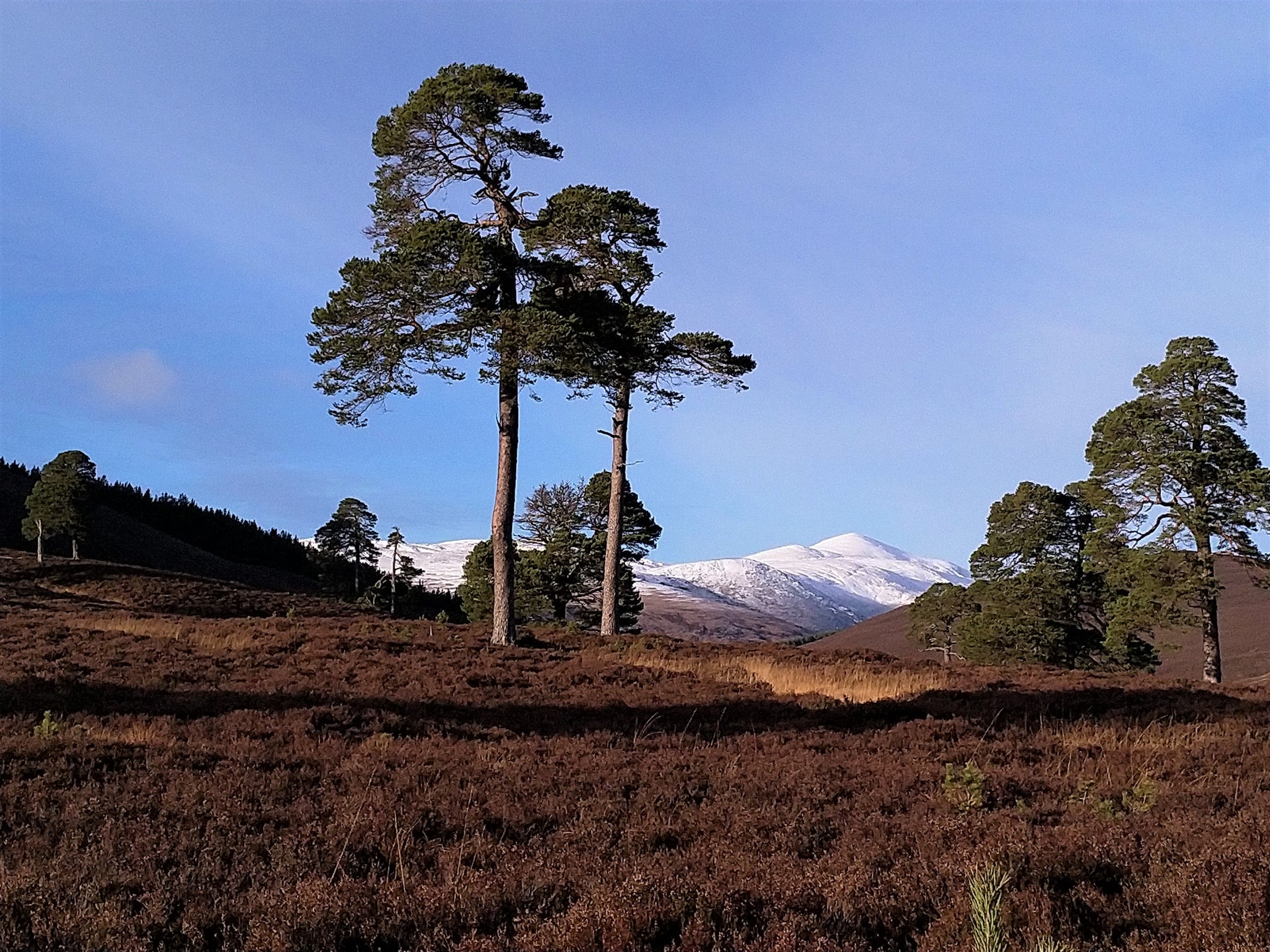 Scottish Animals: The Wild Creatures and Habitats of Scotland ...