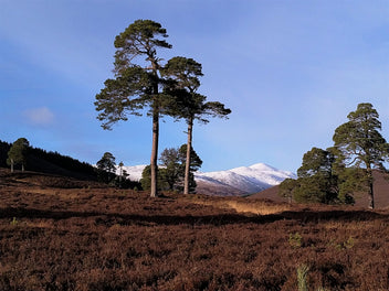 Scottish Animals: The Wild Creatures and Habitats of Scotland ...